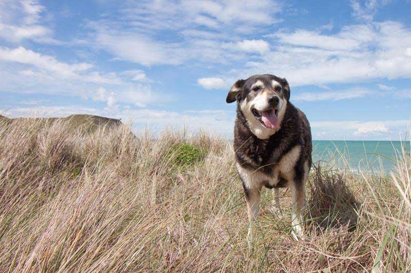 Veterinary Services in Keystone Heights, FL | Springlake Animal Hospital