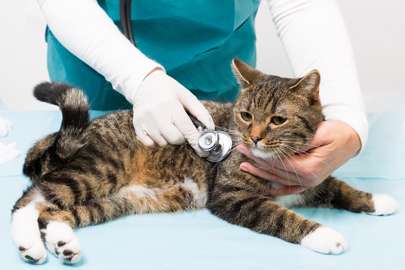 Veterinary Wellness Care in Keystone Heights, FL | Springlake Animal ...