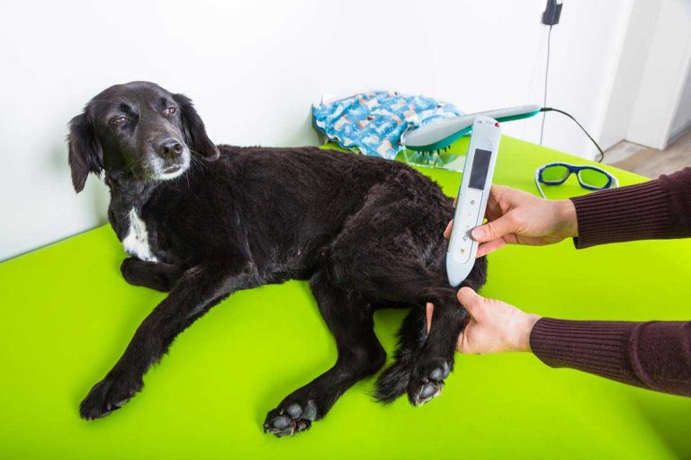 Veterinary Laser Therapy in Keystone Heights, FL | Springlake Animal ...