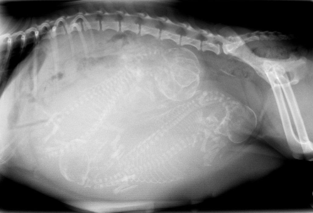 Veterinary Digital & Dental X-Rays in Keystone Heights, FL | Springlake ...