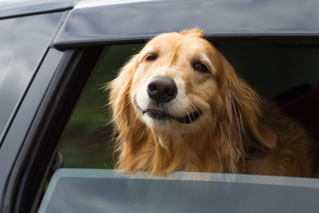 Senior Pet Care in Keystone Heights, FL | Springlake Animal Hospital