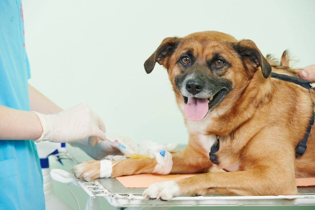 Pet Surgery in Keystone Heights, FL | Springlake Animal Hospital