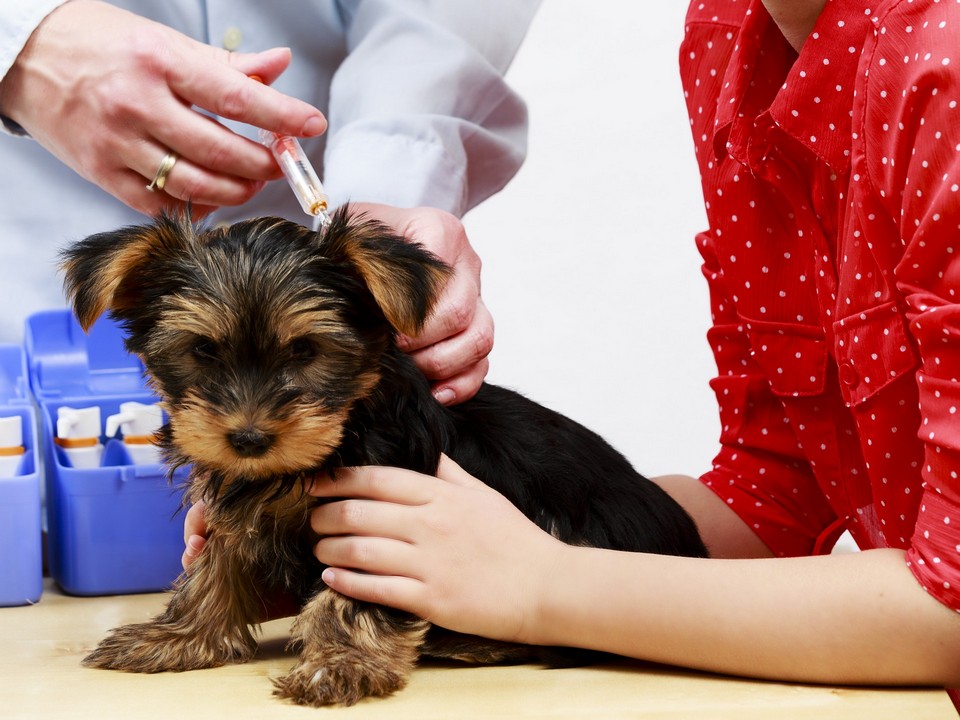 Veterinary Vaccinations in Keystone Heights, FL | Springlake Animal ...