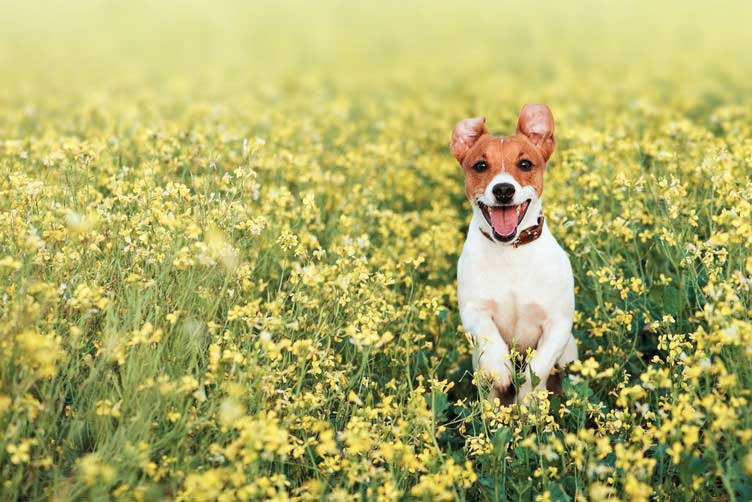 Cryosurgery in Keystone Heights, FL | Springlake Animal Hospital